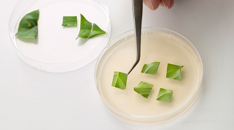 Coffee is the Latest to be ‘Grown’ in a Lab - IFT.org