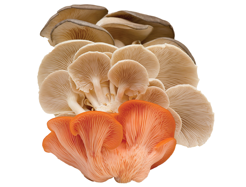 Specialty Mushrooms Break the Mold - IFT.org