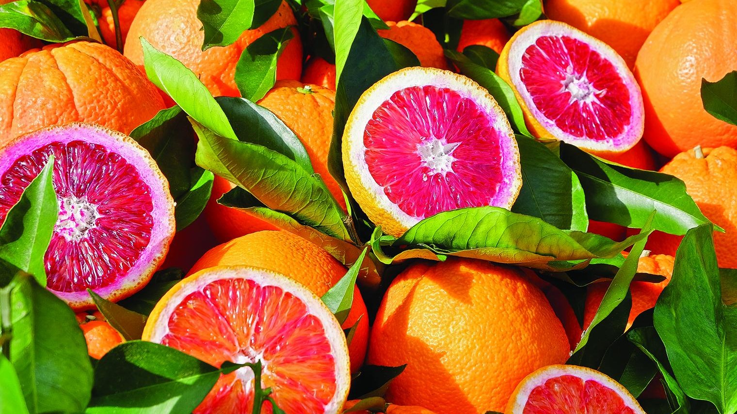 Sensory evaluation of specialty oranges; Europe leads in organic ...