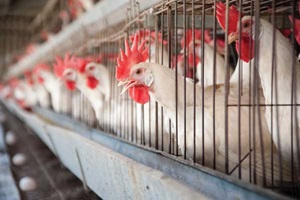 Defining the Humane Treatment of Food Animals - IFT.org