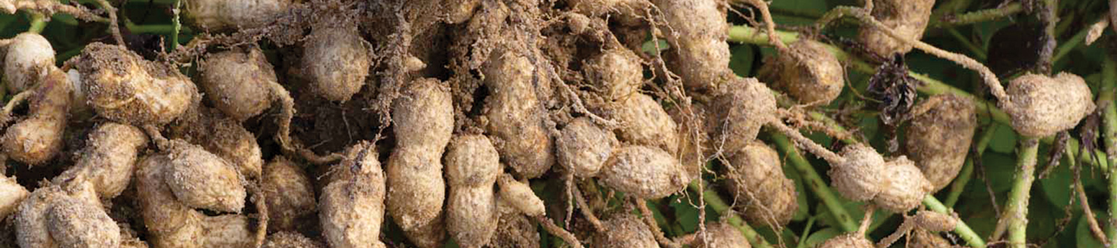 The Most Important Nut Is a Legume: The Peanut - IFT.org